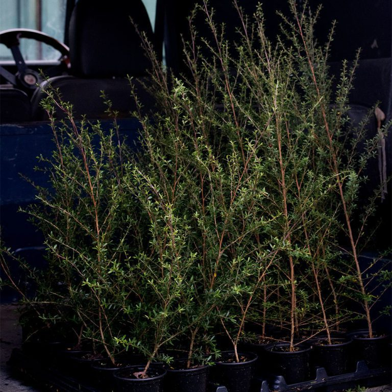 Guide For Planting Manuka And Attracting Bees To Your Garden – Tregothnan