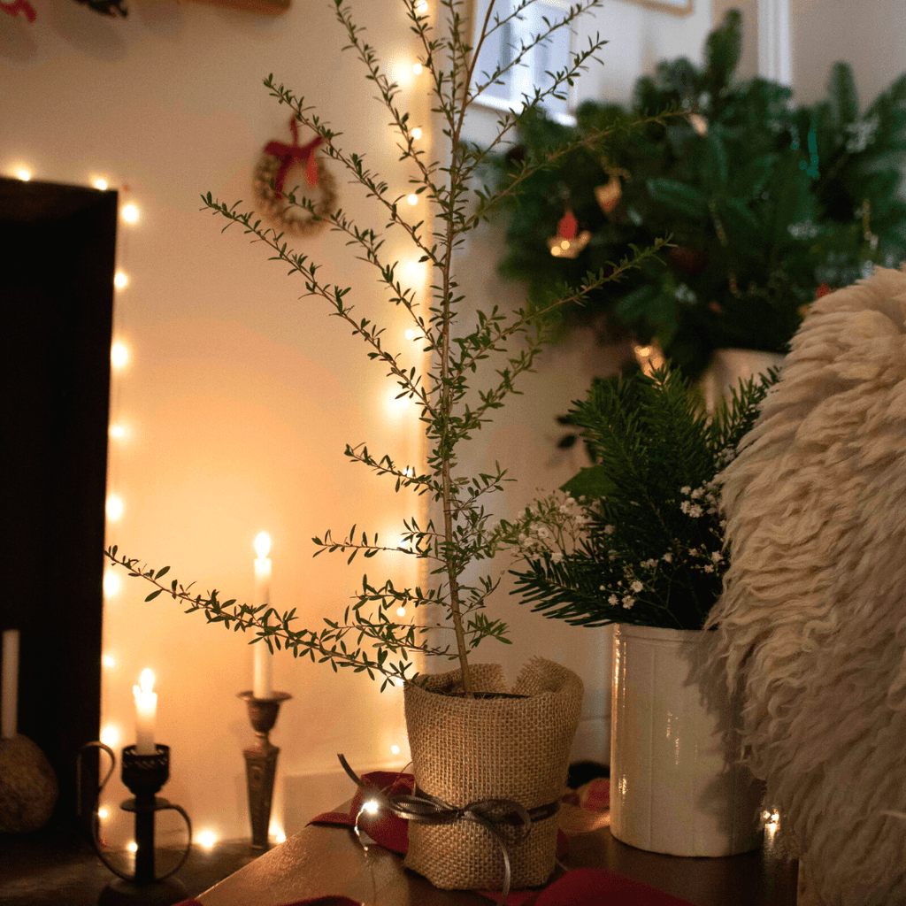 Manuka Plant - Leptospermum Scoparium and Care Notes – Tregothnan