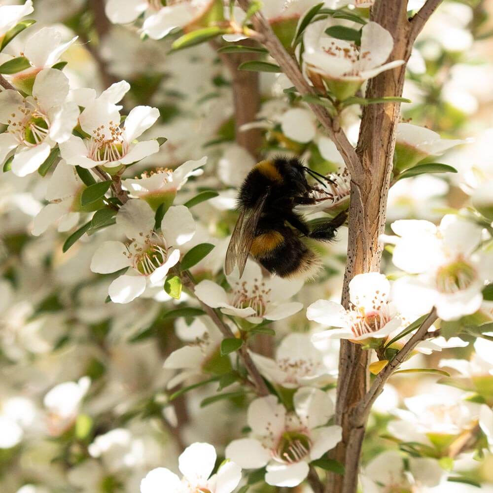 Manuka Plant - Leptospermum Scoparium and Care Notes – Tregothnan