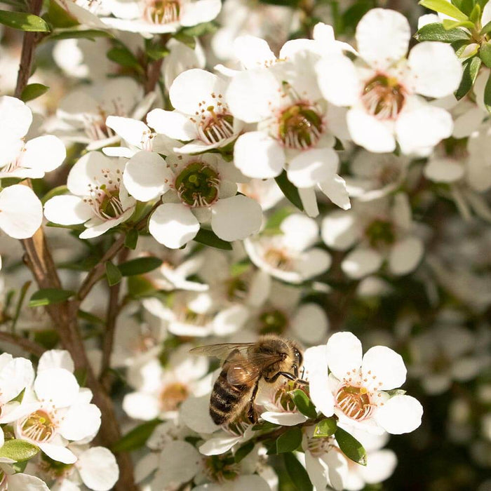 Guide For Planting Manuka And Attracting Bees To Your Garden – Tregothnan