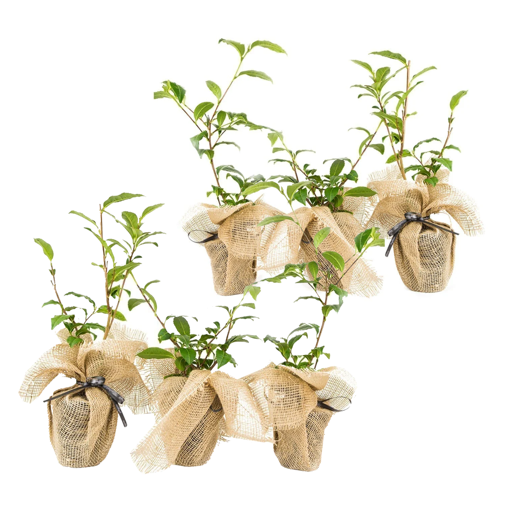 6 Tea Bushes Gift Set – Tregothnan