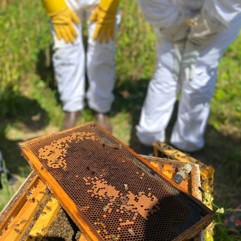 Beekeeping Course – Tregothnan