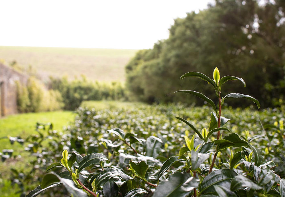 Our Tea Story – Tregothnan
