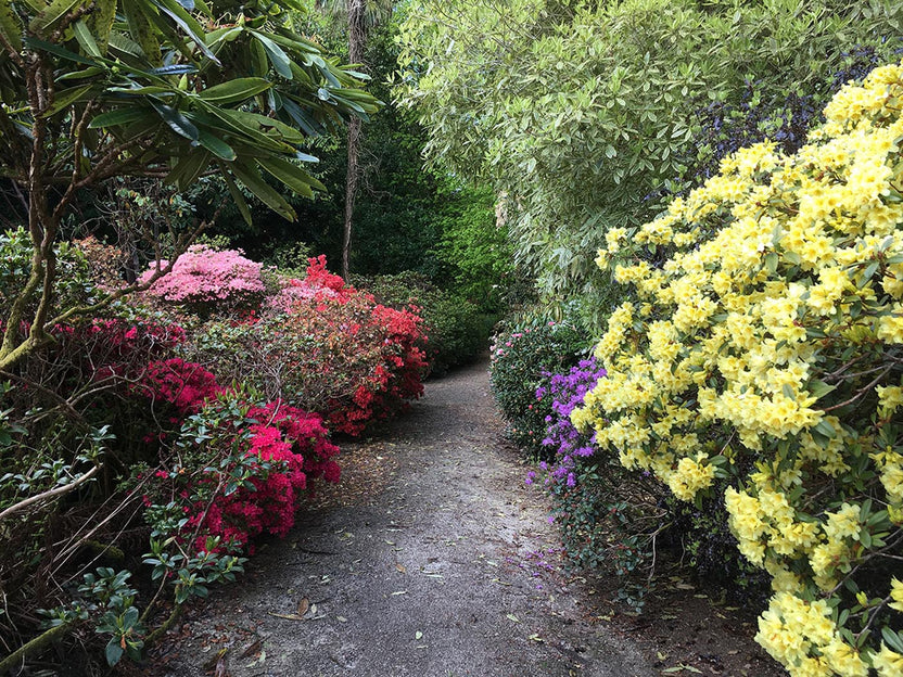 The Botanical Garden In Cornwall – Tregothnan