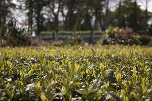 Explore The Tea Plantations – Tregothnan