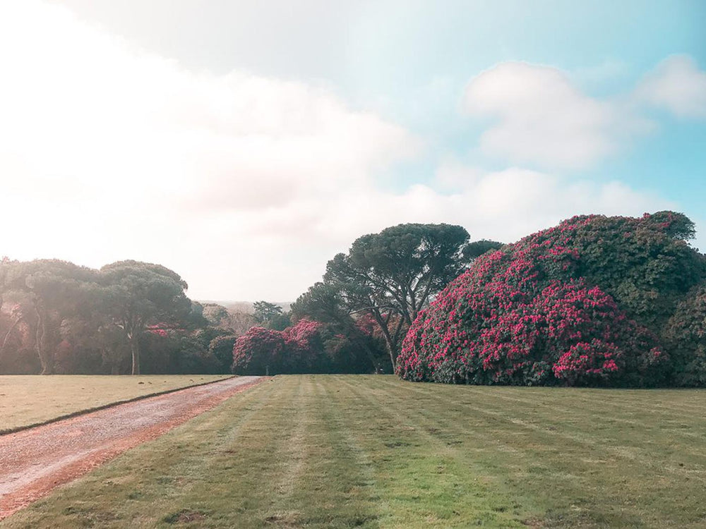 Estate – Tregothnan