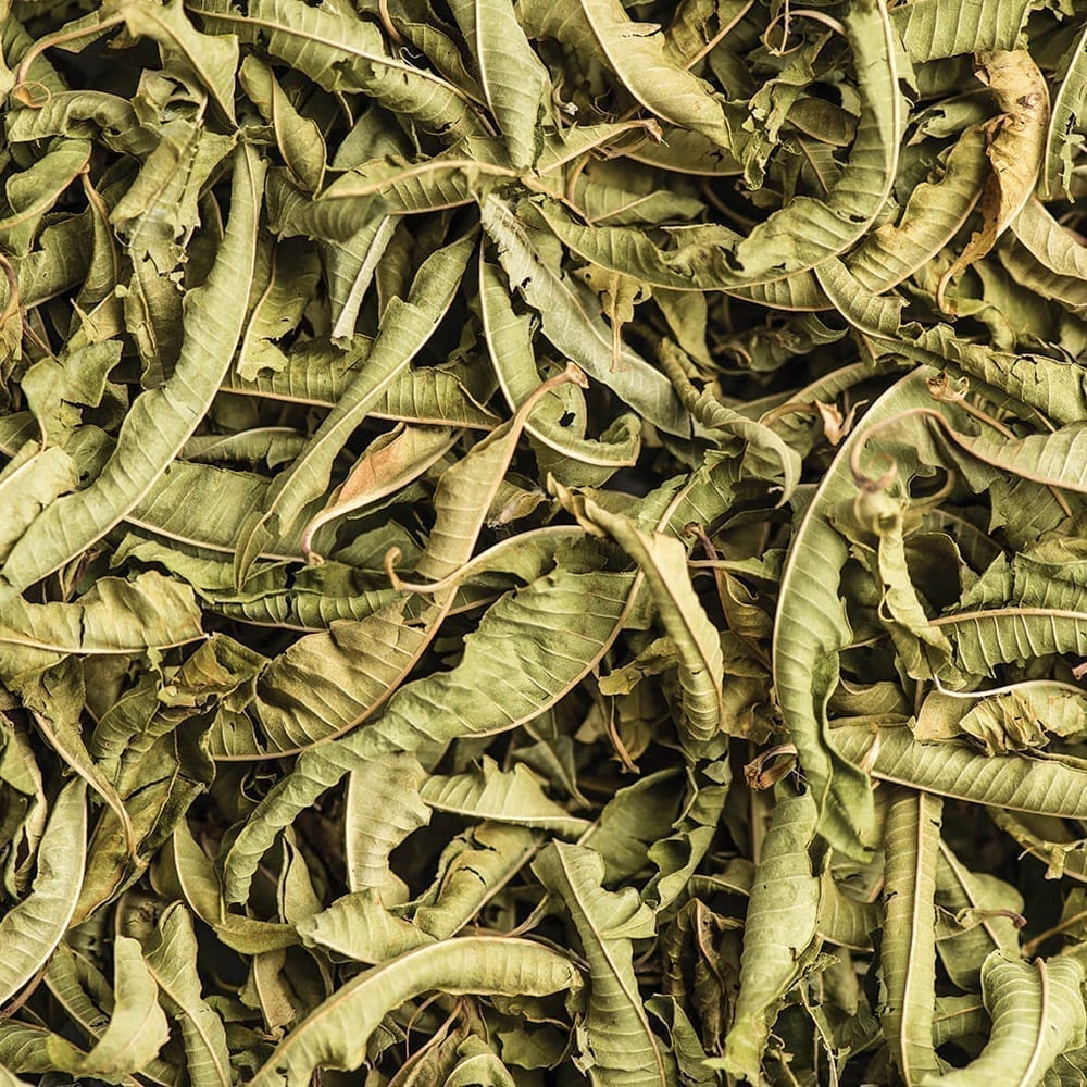 Lemon Verbena Infusion – Tregothnan