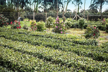 Explore The Tea Plantations – Tregothnan