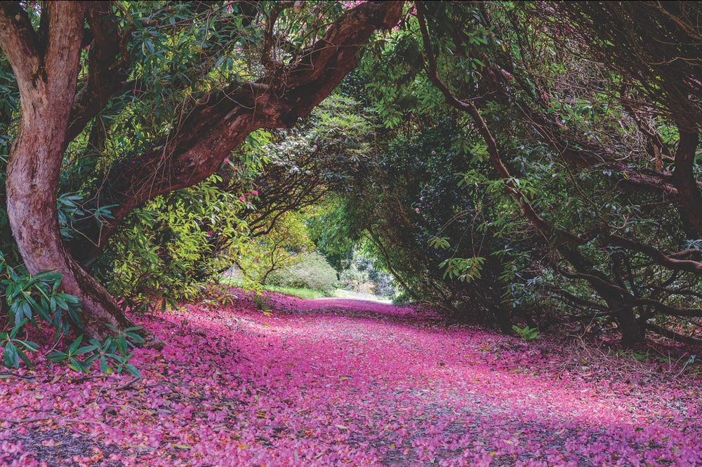 Estate – Tregothnan