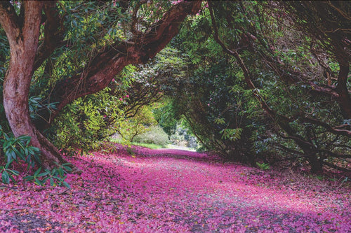 Estate – Tregothnan