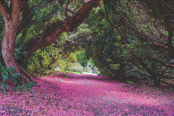 Estate – Tregothnan