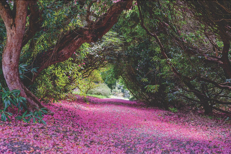 Estate – Tregothnan