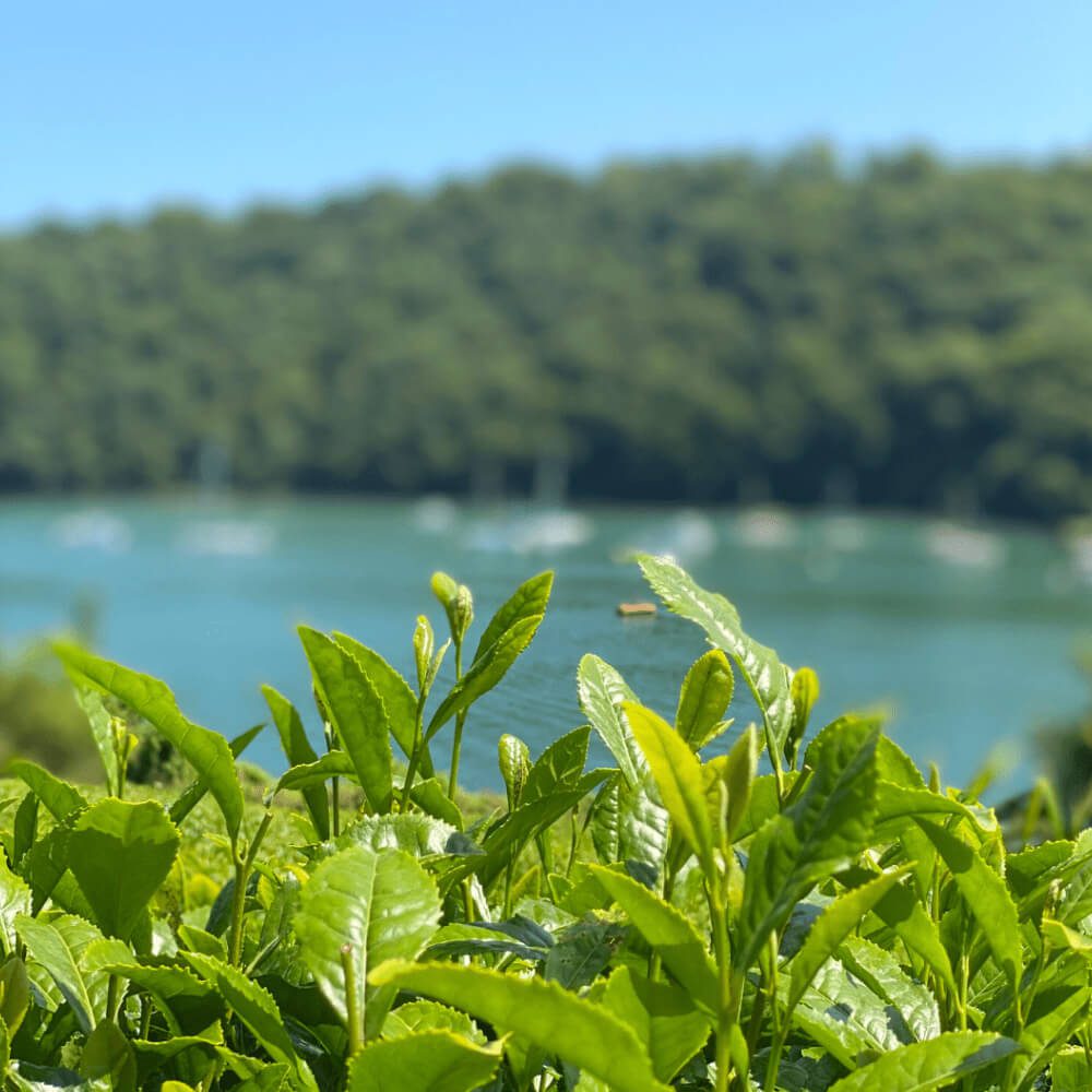 Experiences – Tregothnan