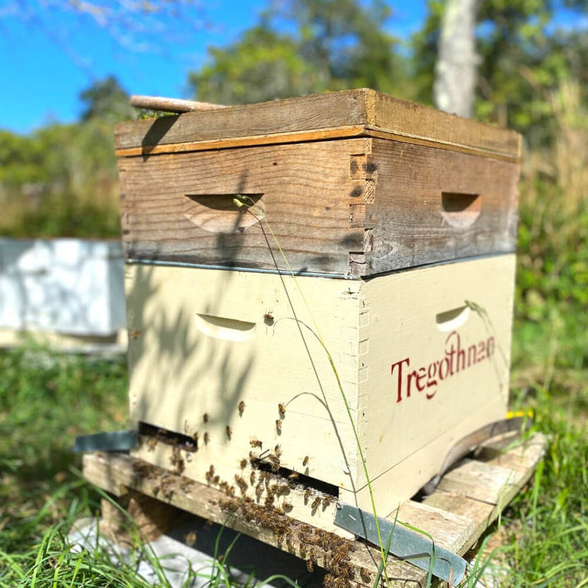 River Garden Tour – Tregothnan