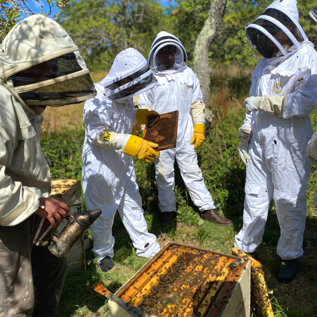 Beekeeping Experience - Half day ‘Peek Inside a hive’ – Tregothnan