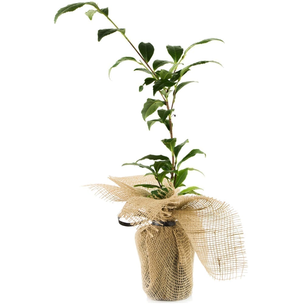 Large Tea Bush Gift with Care notes – Tregothnan