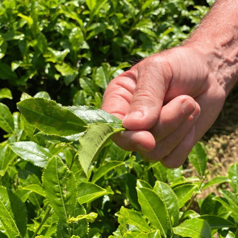 Tea Growers Guide – Tregothnan