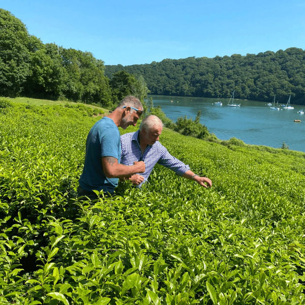 Tea Growers Guide – Tregothnan