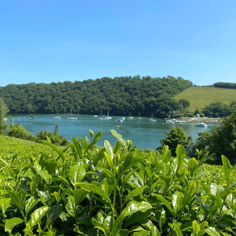 Tea Growers Guide – Tregothnan
