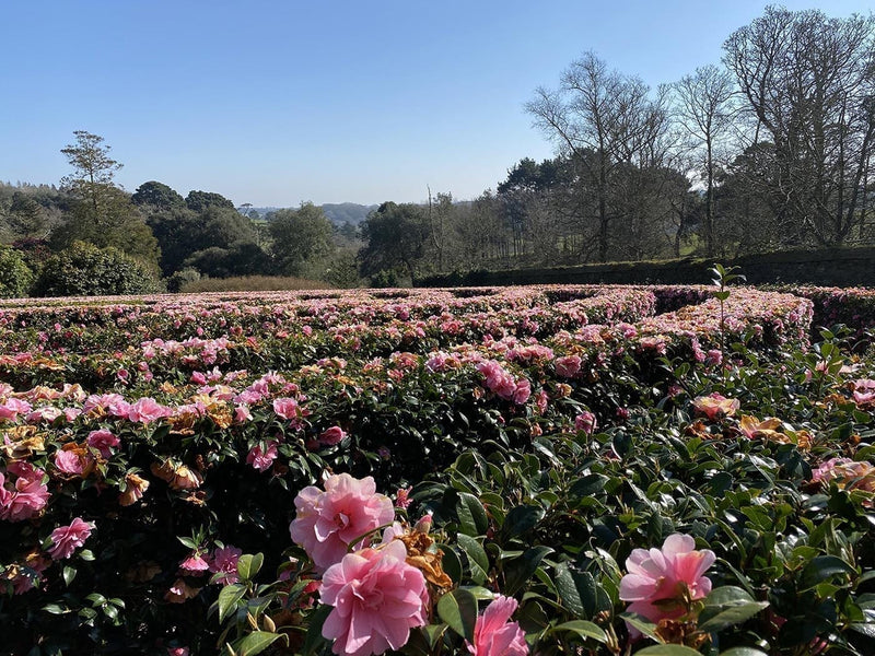 Estate – Tregothnan