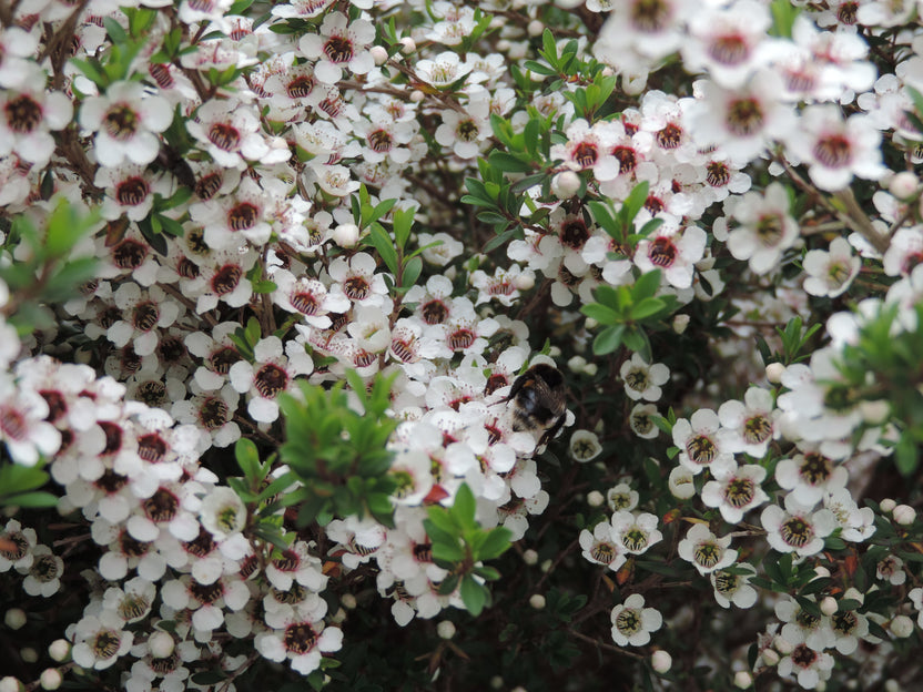 Manuka Plants – Tregothnan