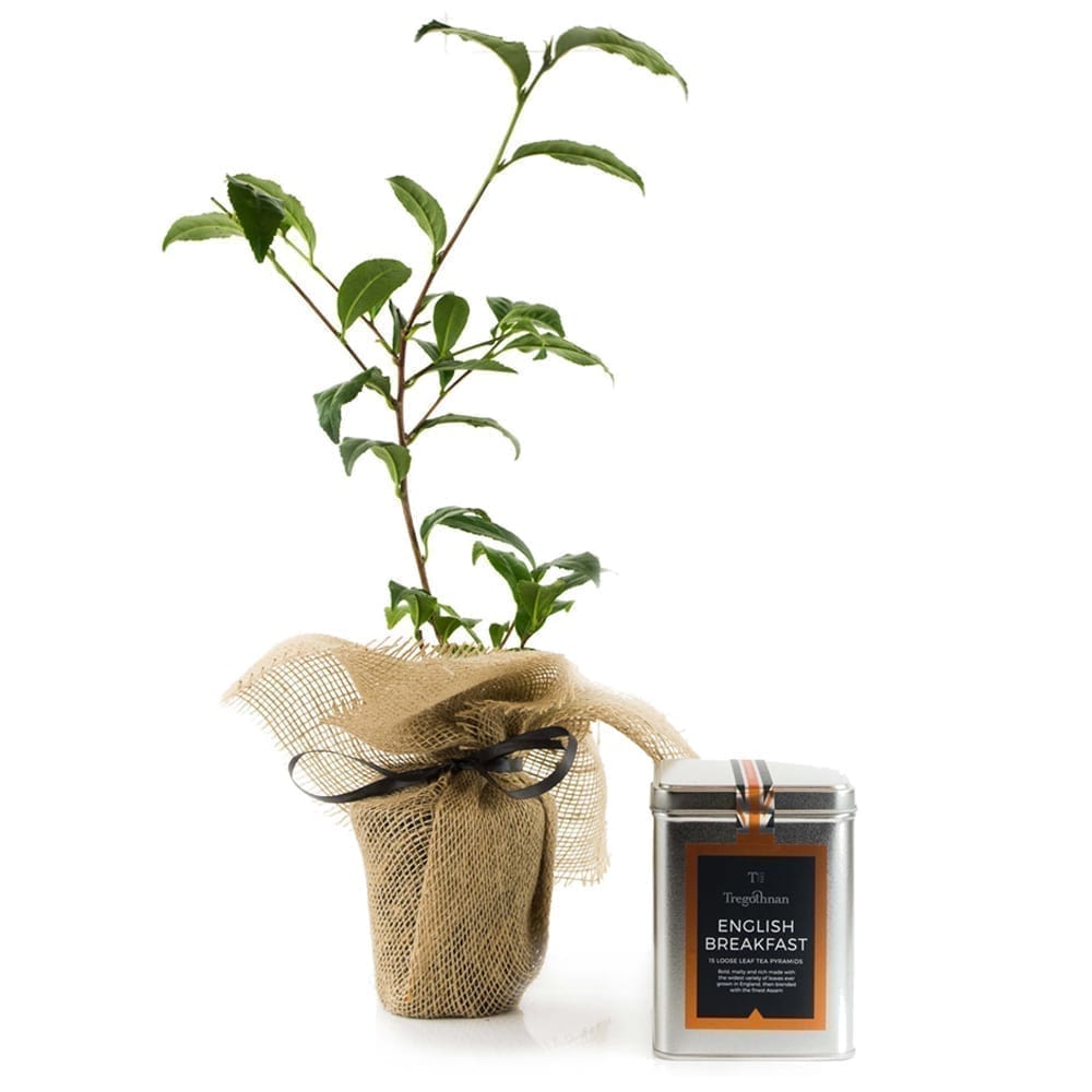 Tea Bush & Pyramid Gift Set – Tregothnan